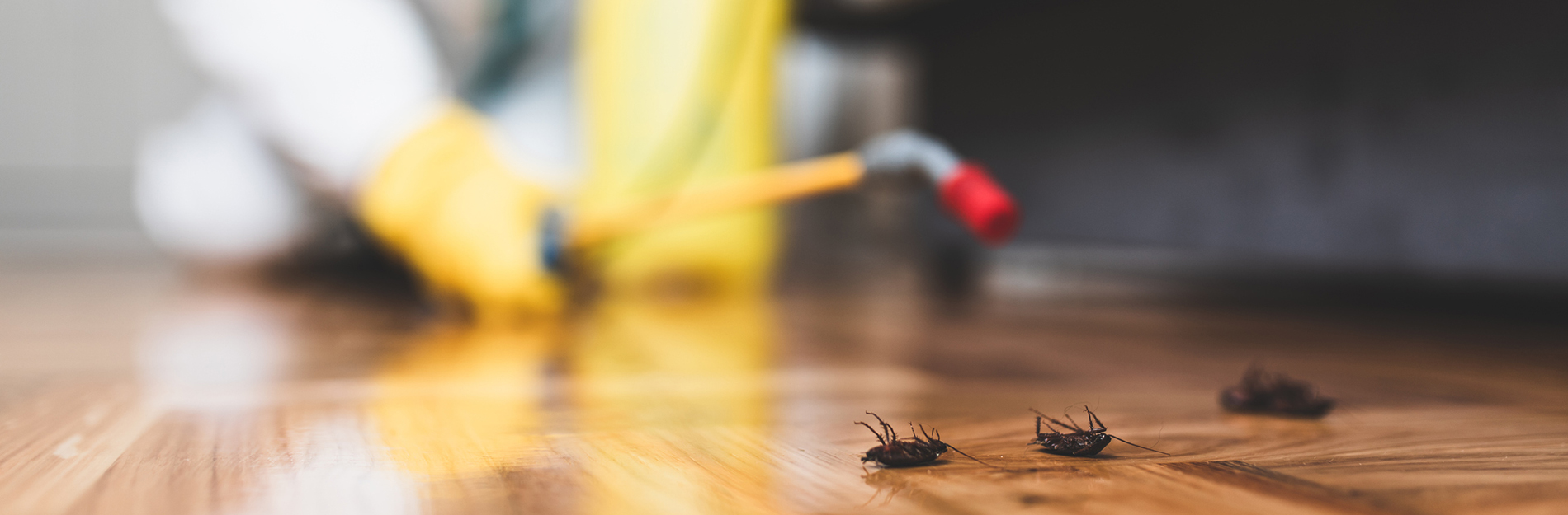 Pest Control - Pest Control by Adams Pest Control - Pest Control by Adams